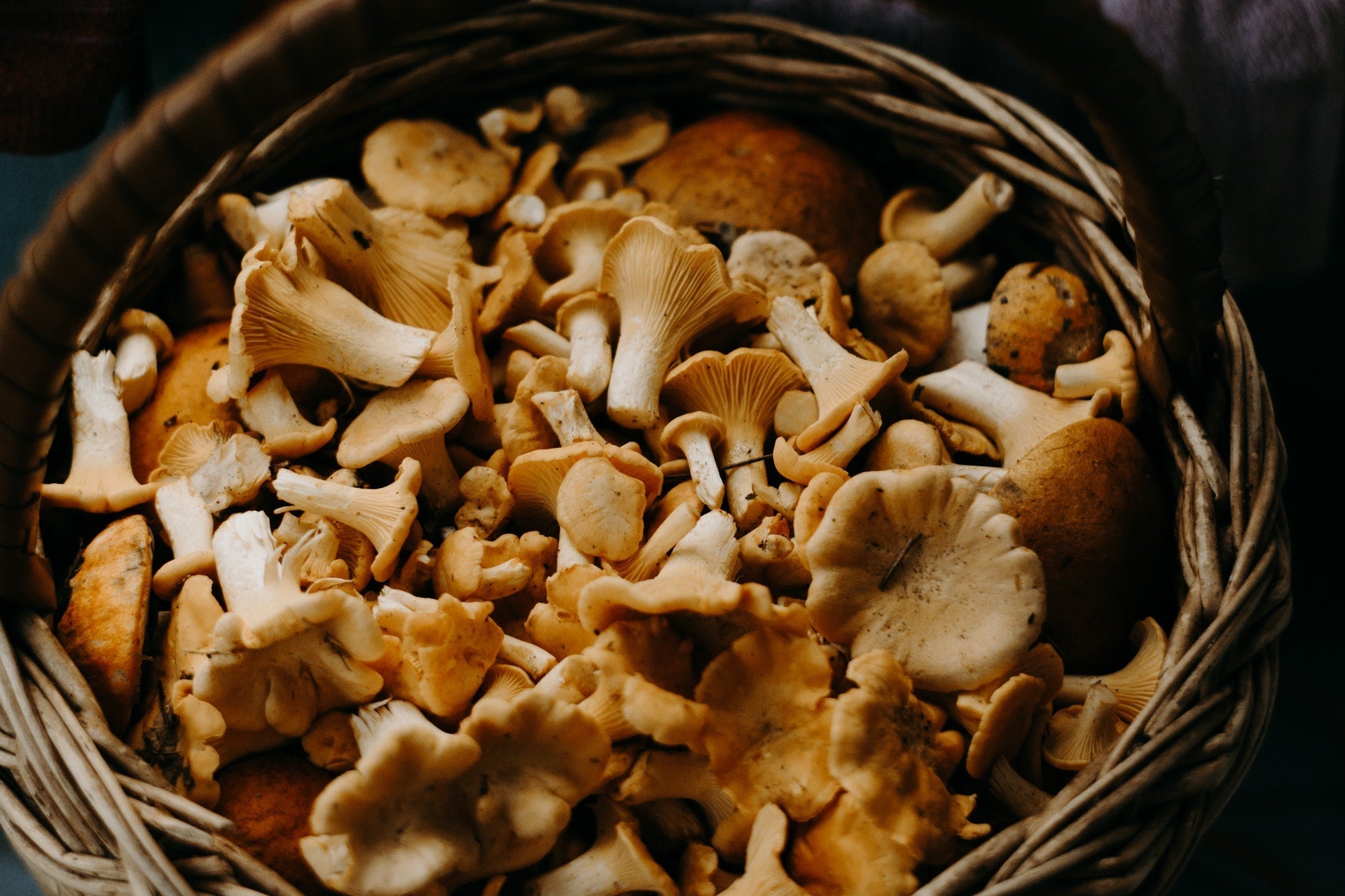 Can traditional Chinese mushrooms support my immune system? – Herbs of Gold